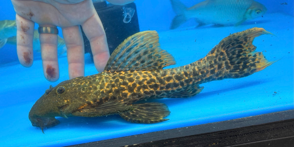PLECOS — Predatory Fins