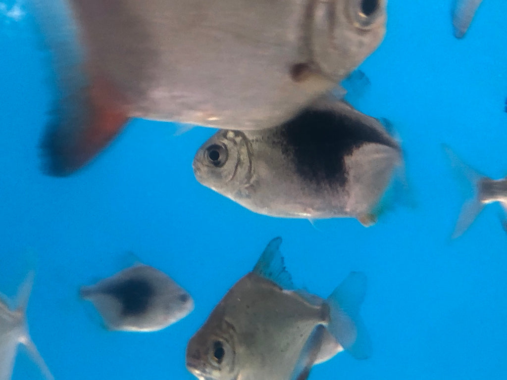 MYLEUS / PACU — Predatory Fins