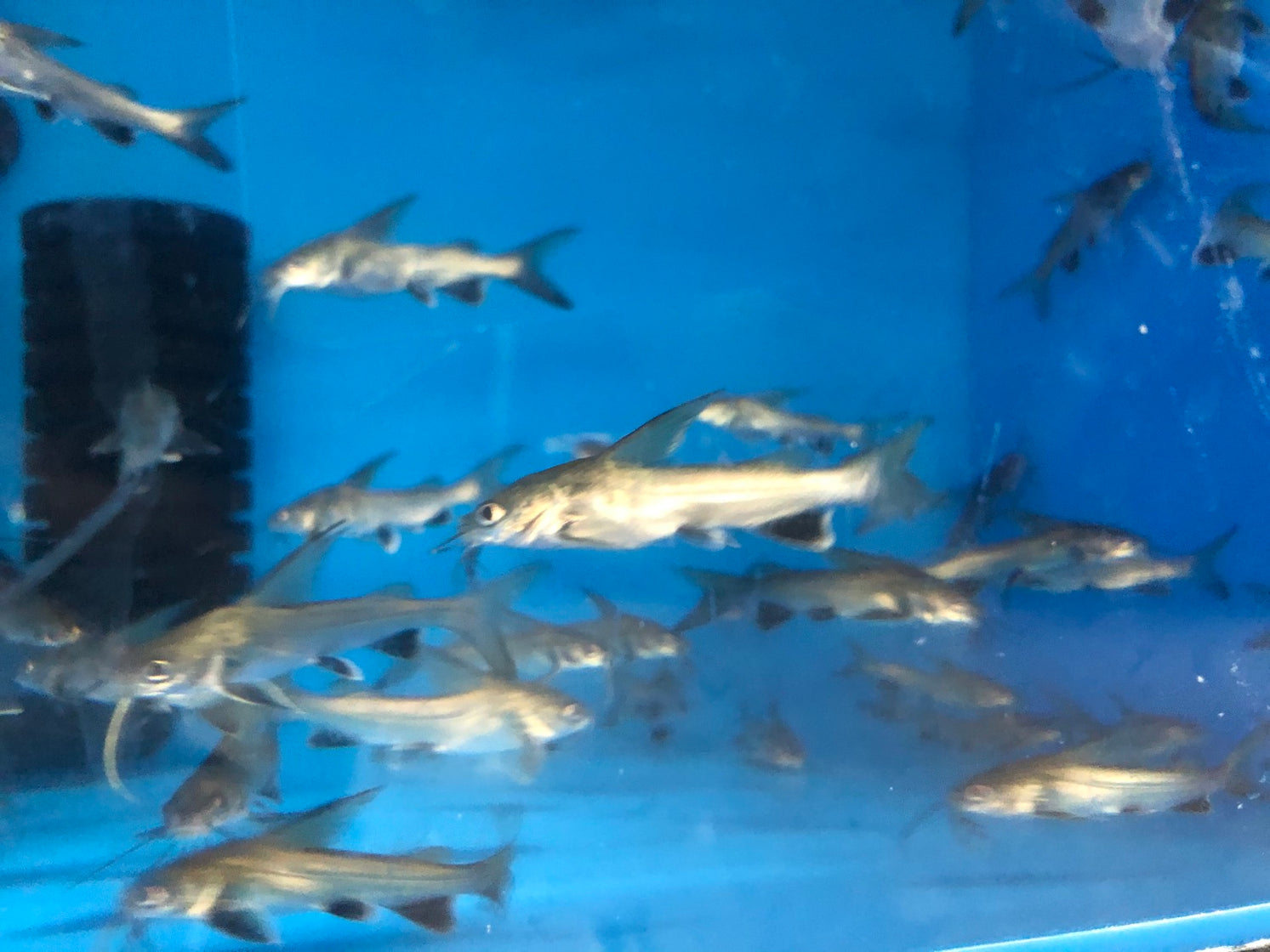 Colombian Shark Catfish (Arius jordani) — Predatory Fins