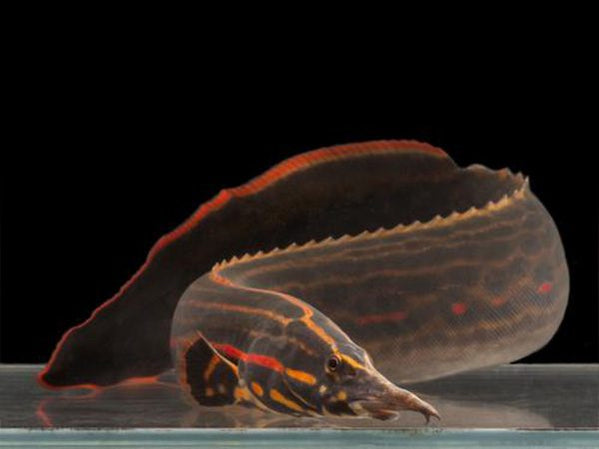 EELS — Predatory Fins