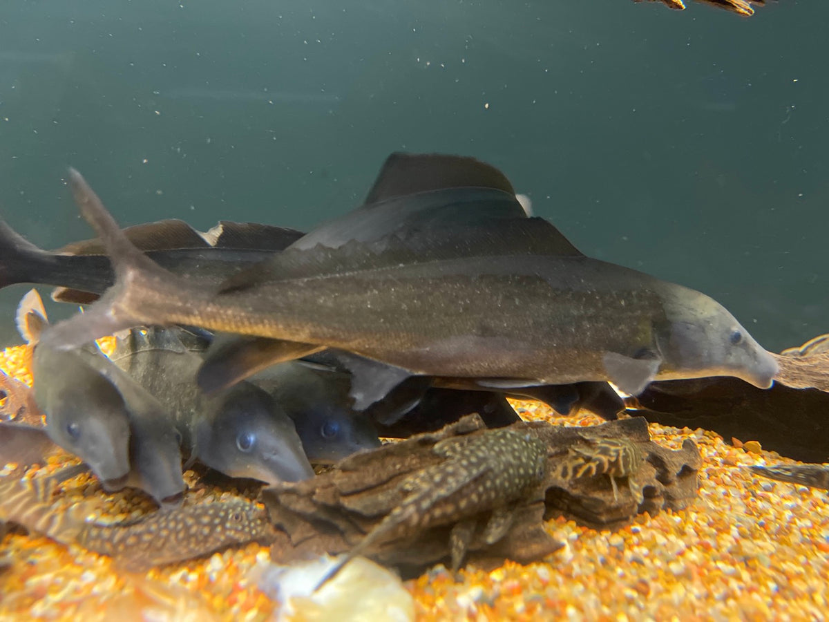 Freshwater Dolphin Fish (Mormyrus longirostris) — Predatory Fins