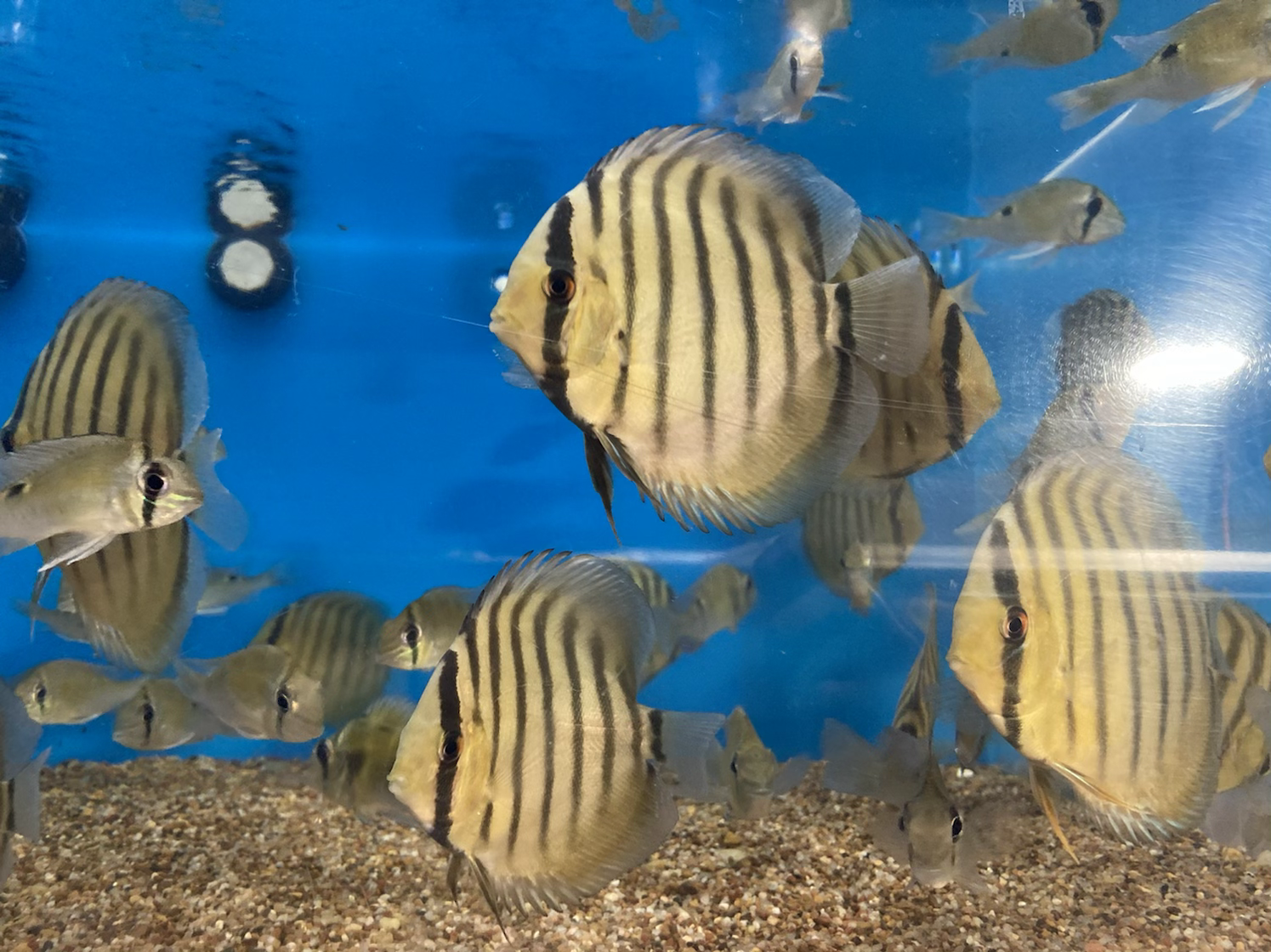 Wild Brown Discus (Symphysodon aequifasciata) — Predatory Fins
