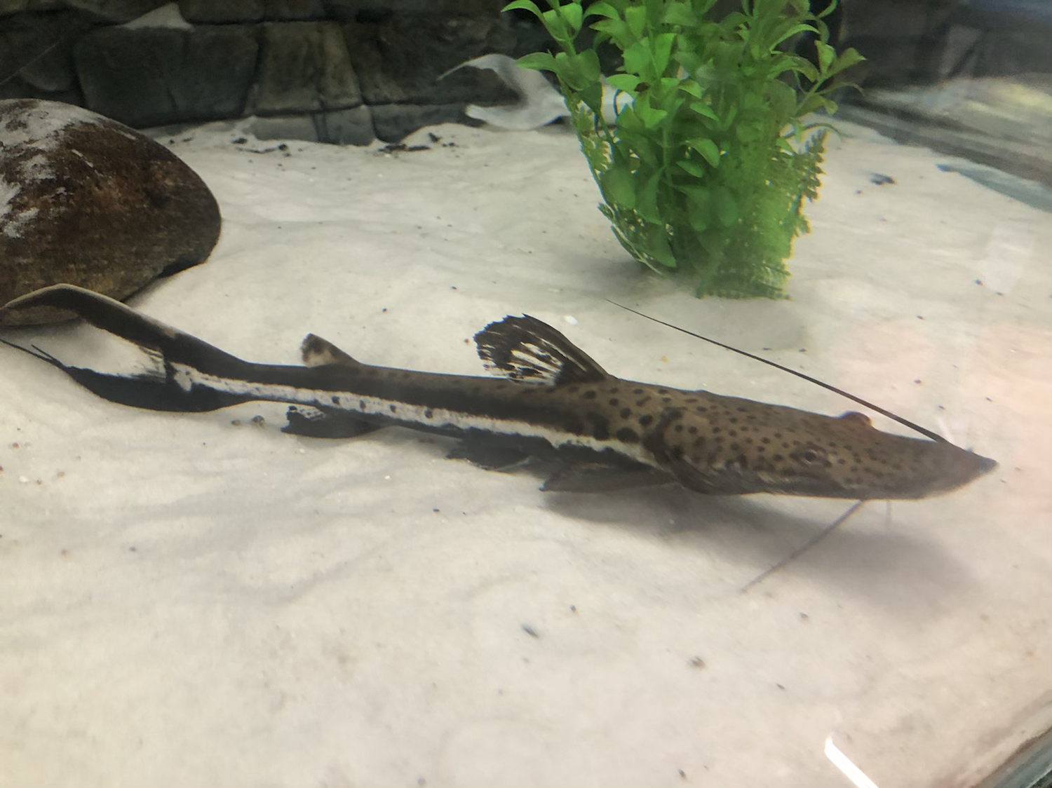 Firewood Catfish (Sorubimichthys planiceps) – Predatory Fins
