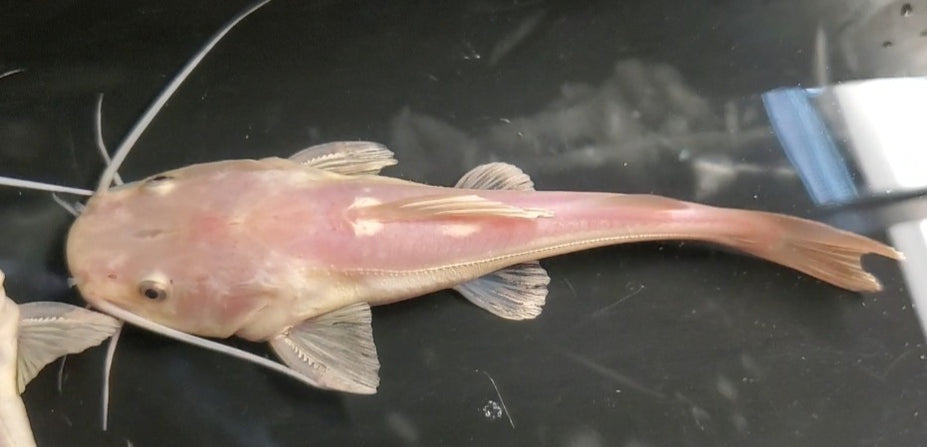 Tropical Fish Store | Predatory Fins | United States