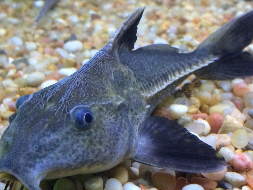 CATFISH — Predatory Fins