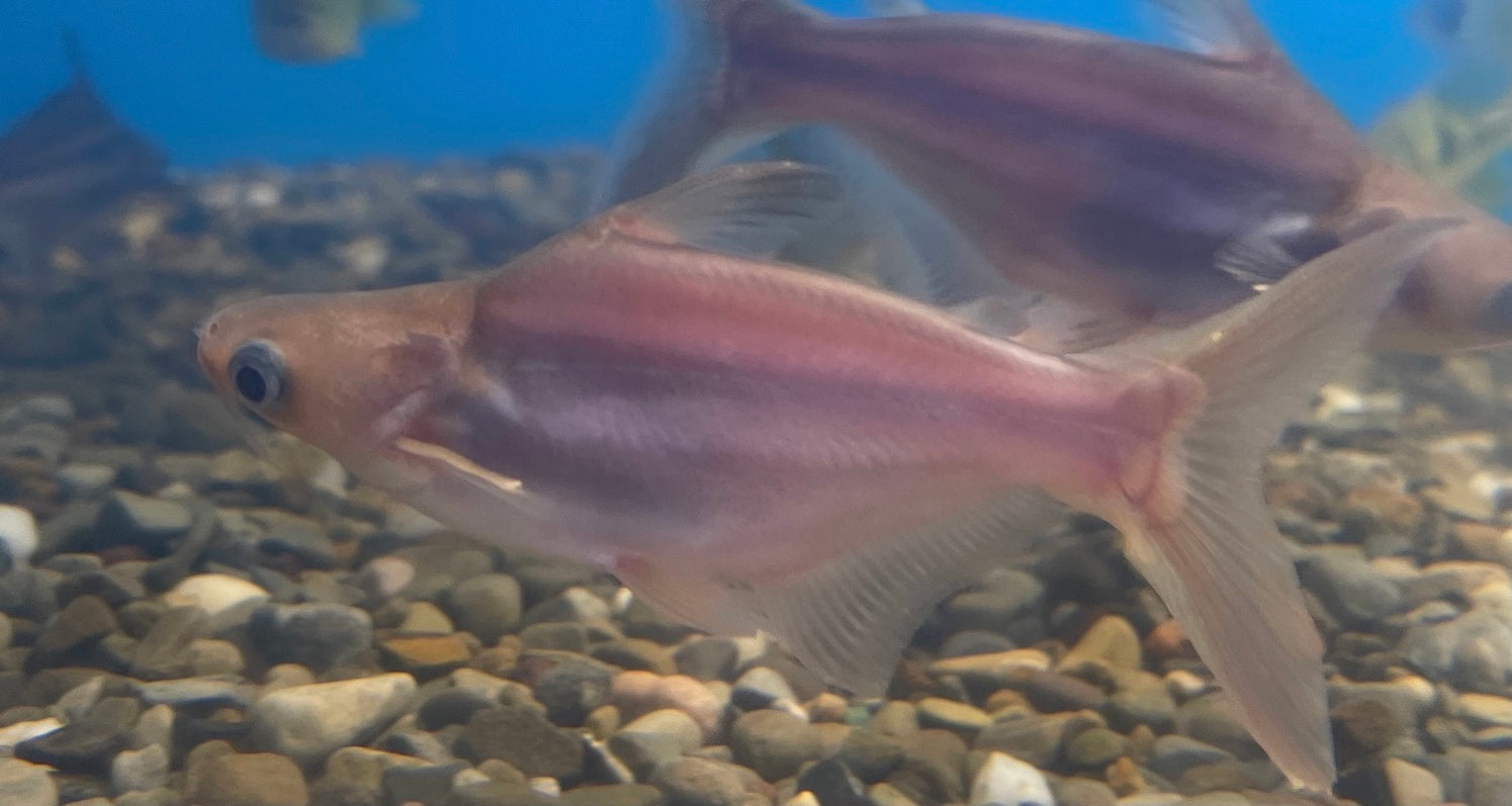 SHORT BODY — Predatory Fins