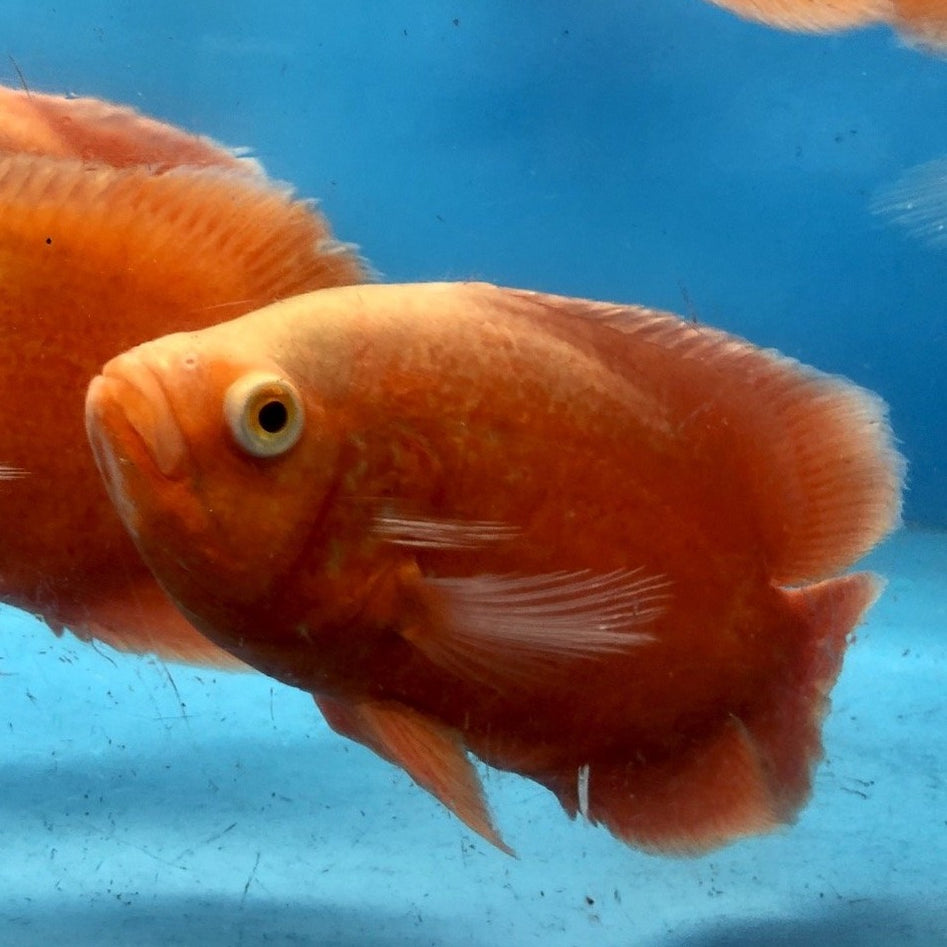 OSCAR — Predatory Fins