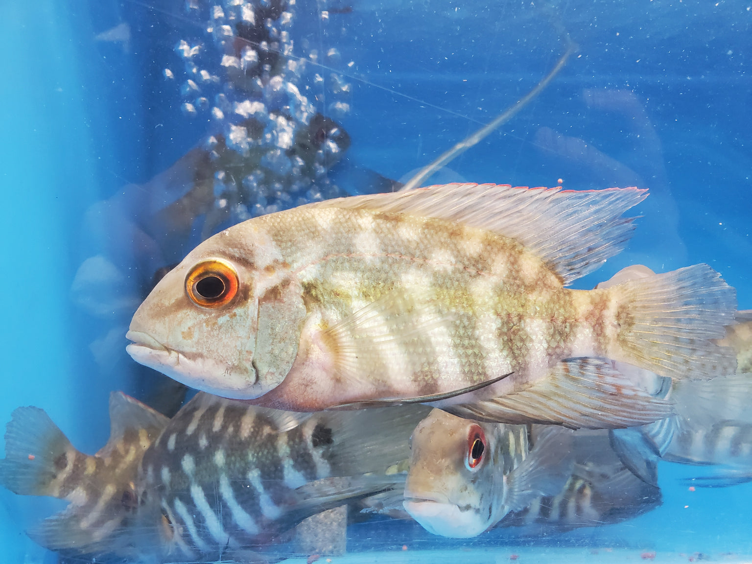 CICHLID — Predatory Fins