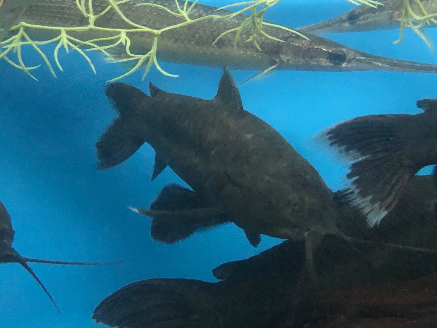 Hoplo Armored Catfish (Hoplosternum littorale) — Predatory Fins