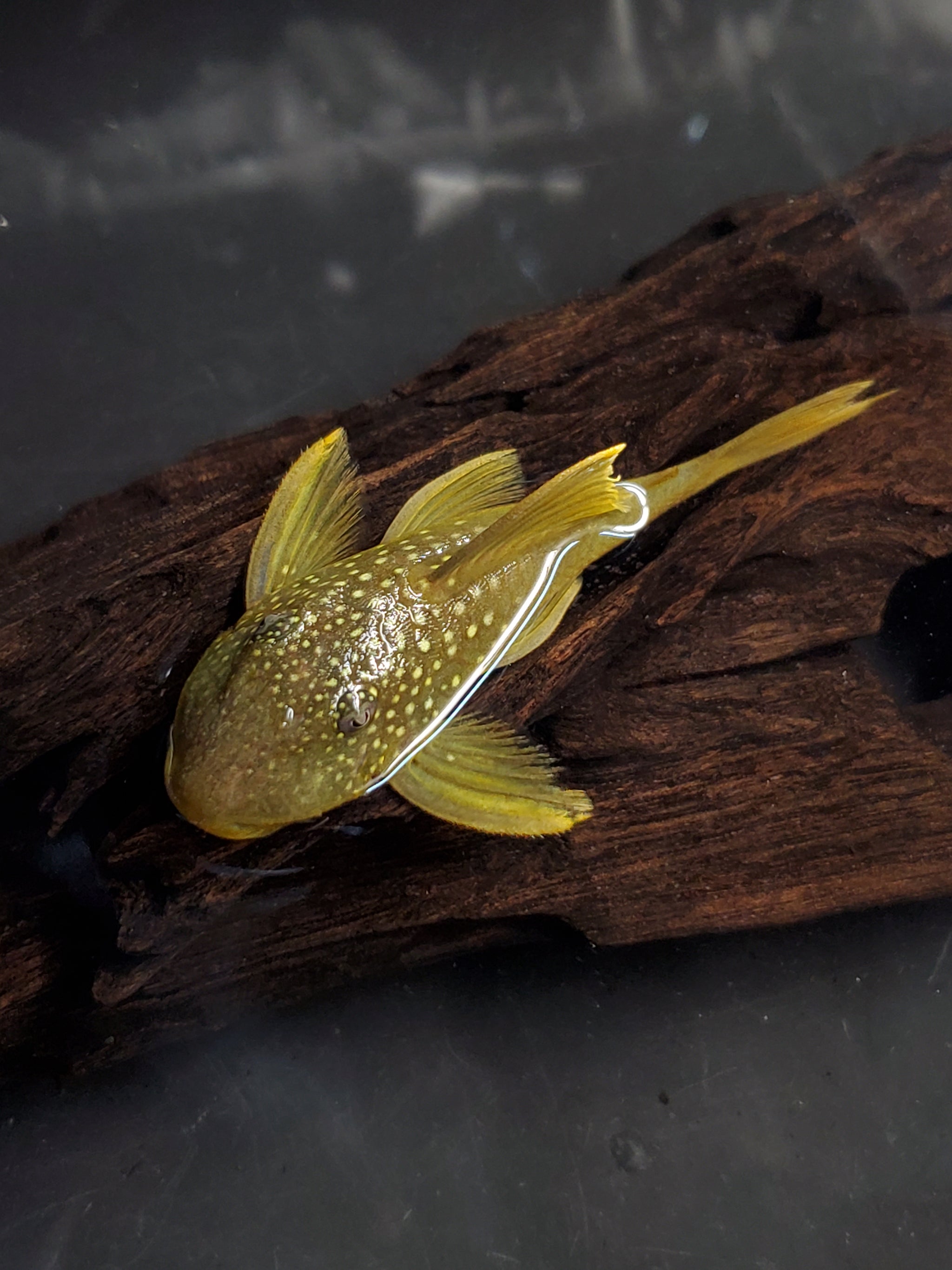 all — Predatory Fins