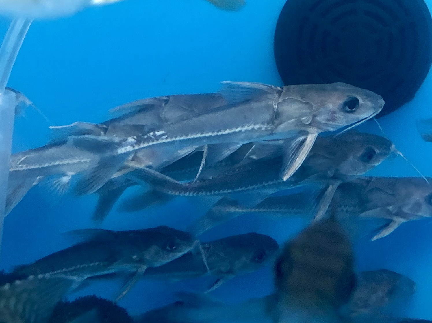 Turushuki Blue Mouse Catfish (Hemidoras sp) — Predatory Fins