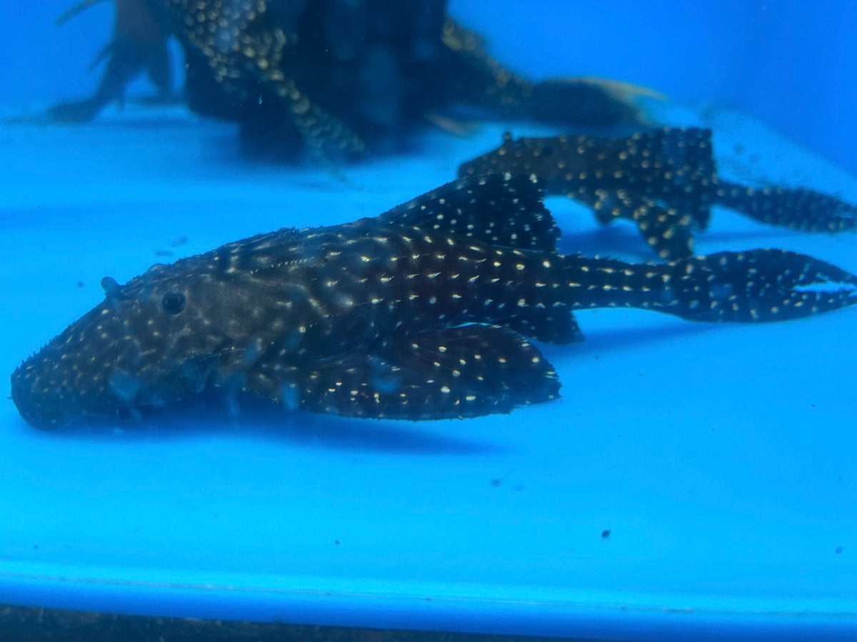 L155 Adonis Pleco (Acanthicus adonis) — Predatory Fins
