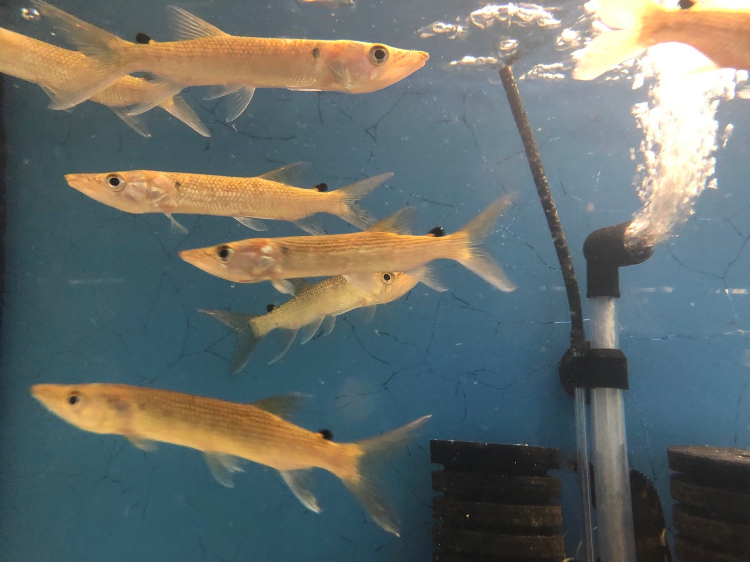 FRESHWATER FISH — Predatory Fins