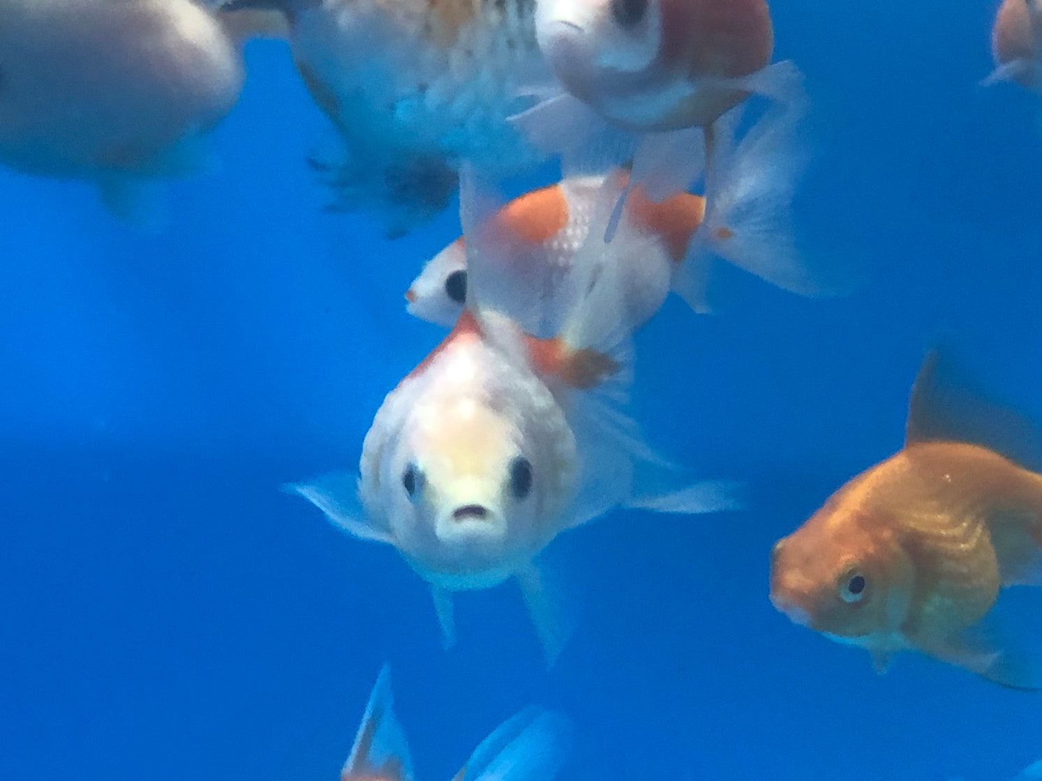 Ping Pong Pearlscale Goldfish (Carassius auratus) — Predatory Fins
