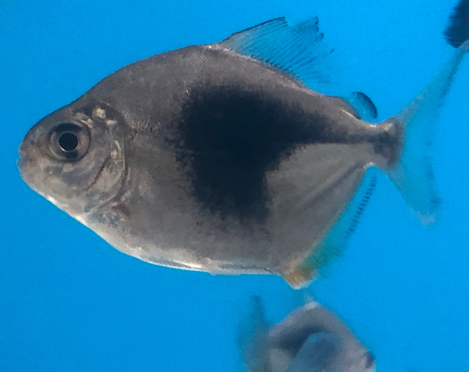 MYLEUS / PACU — Predatory Fins