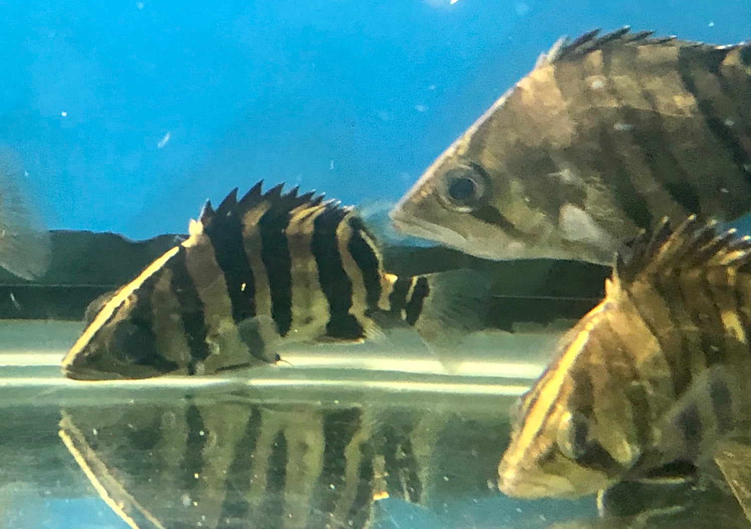 FRESHWATER FISH — Predatory Fins
