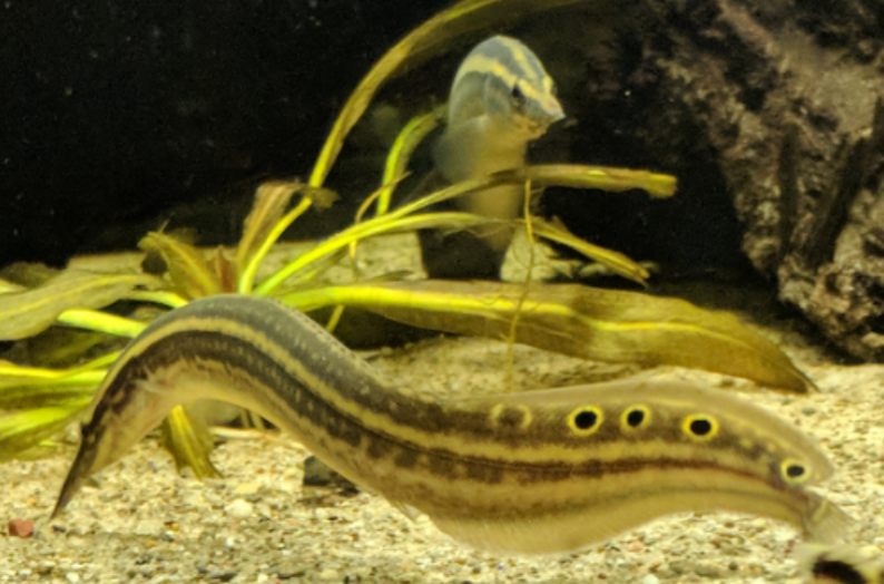 EELS — Predatory Fins