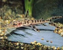 CATFISH — Predatory Fins