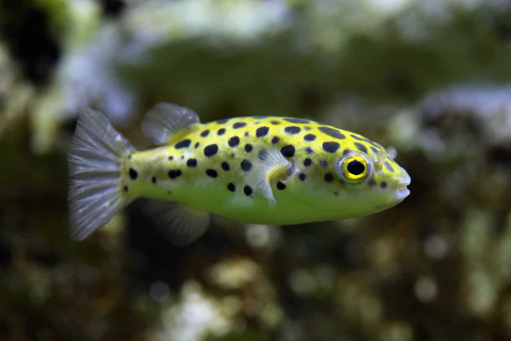 PUFFER FISH — Predatory Fins