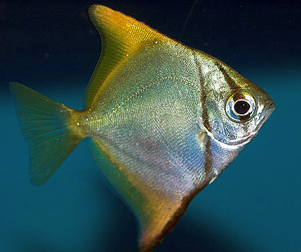 Mono Argentus (Monodactylus argenteus) — Predatory Fins