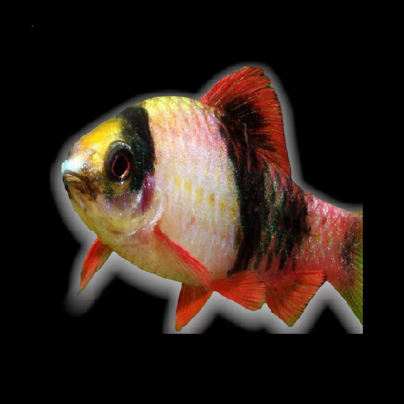 Red Panda Barb (Haludaria fasciata) — Predatory Fins