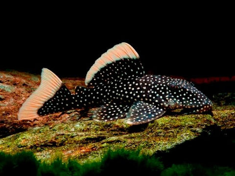 L081 Fine Spot Gold Nugget Pleco (Baryancistrus xanthellus) – Predatory ...