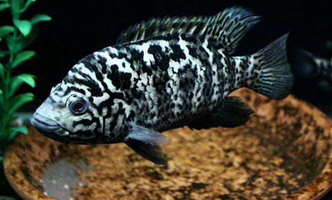 Cuban Cichlid (Nandopsis tetracanthus) – Predatory Fins