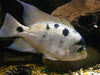 Predatory Fins