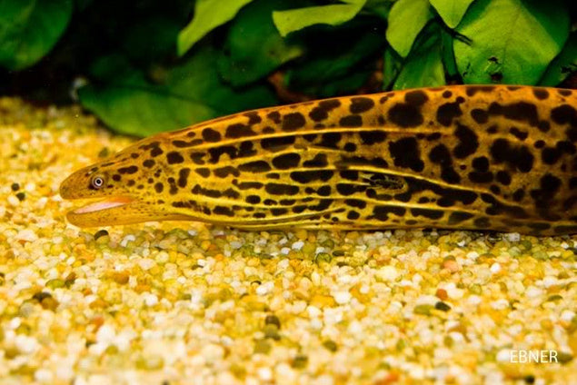 EELS — Predatory Fins